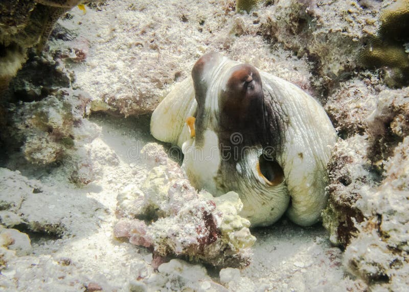 Octopus at the Bottom of the Indian Ocean Stock Image - Image of diving ...