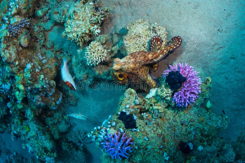 Octopus stock image. Image of mollusk, bottom, reef, creature - 54820005