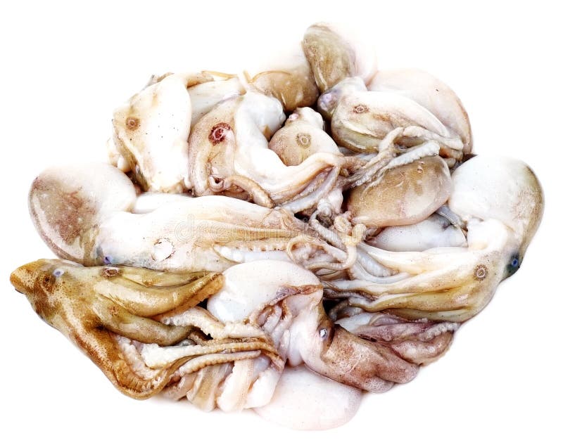 Octopus - calamari seafood stock photo. Image of calamary - 14493686