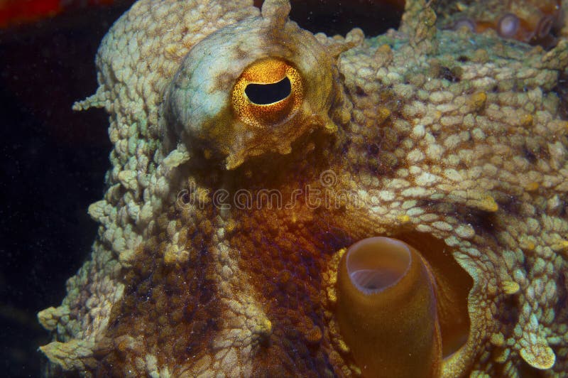 Octopus is Camouflaged among the Rocks Stock Image - Image of scuba ...
