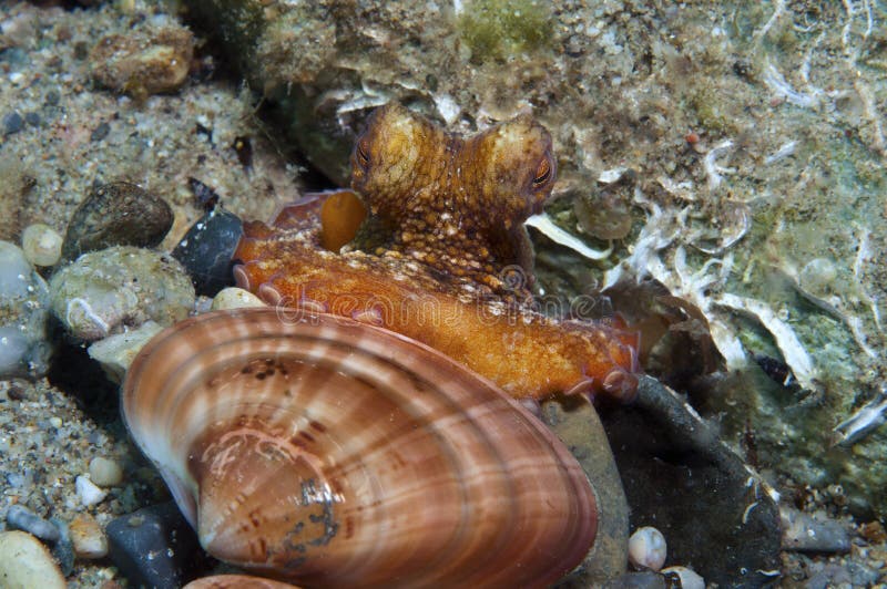 Octopus is Camouflaged among the Rocks Stock Photo - Image of ordinary ...