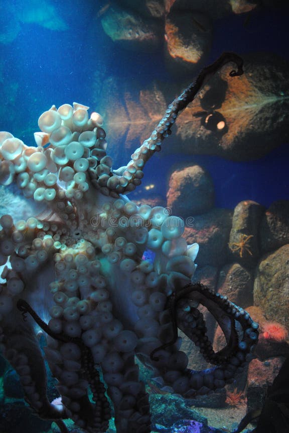 Tentacles stock image. Image of underwater, azure, aquarium - 335536153