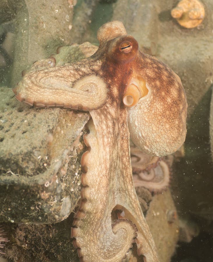 An Octopus Clinging To Debris in the Ocean. Stock Image - Image of ...