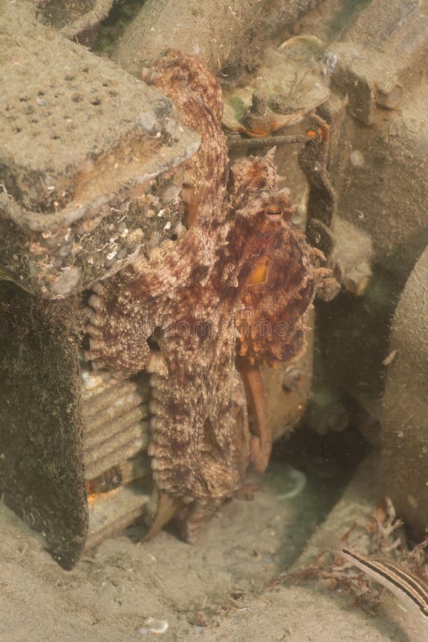 An Octopus Clinging To Debris in the Ocean. Stock Photo - Image of ...