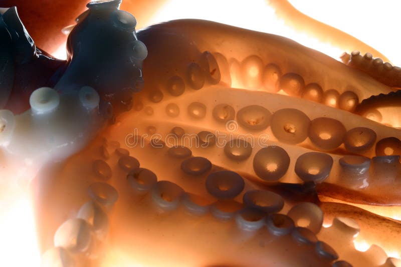 Octopus close-up stock image. Image of exquisite, bright - 358117