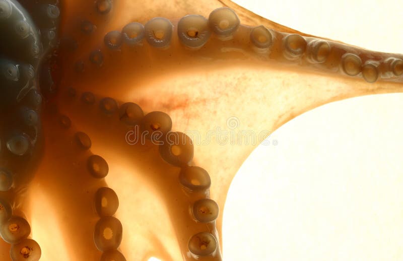 Octopus close-up stock image. Image of nutrient, cephalopod - 358153