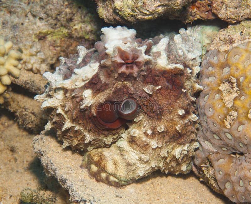 Octopus on a coral reef stock image. Image of octopoda - 32671213