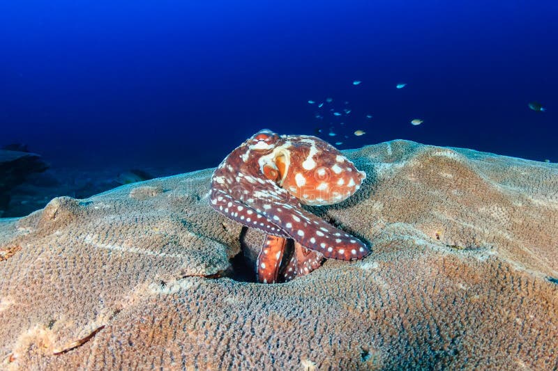 Large Octopus on a Coral Reef Stock Photo - Image of calamari ...