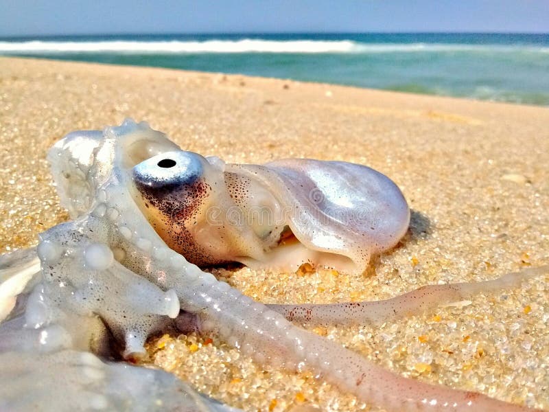 368 Dead Octopus Stock Photos - Free & Royalty-Free Stock Photos from ...