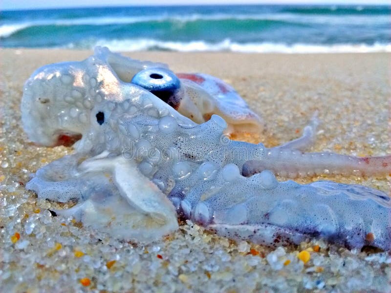346 Dead Octopus Stock Photos - Free & Royalty-Free Stock Photos from ...