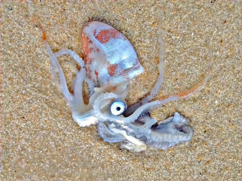 391 Dead Octopus Stock Photos - Free & Royalty-Free Stock Photos from ...
