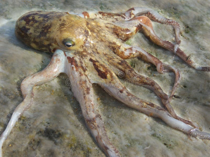 Deceased Octopus Stock Photos - Free & Royalty-Free Stock Photos from ...