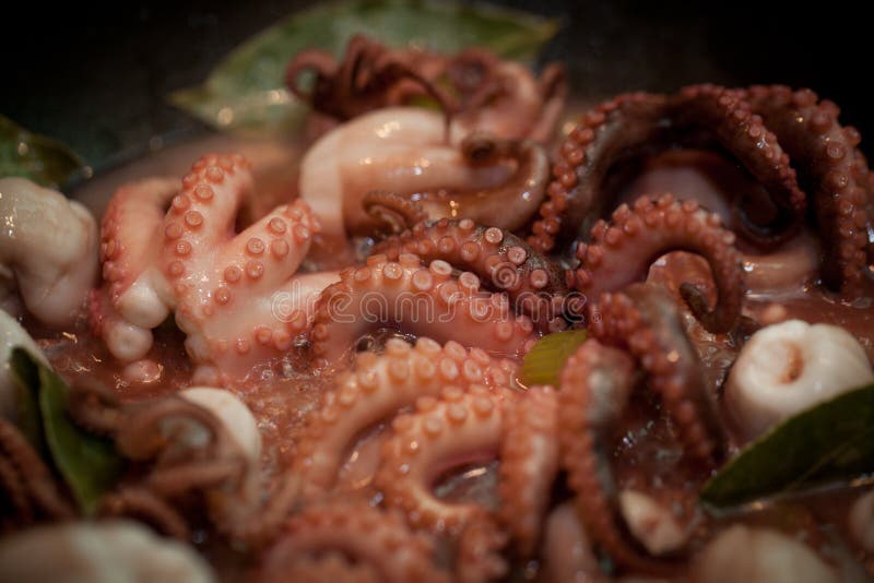 Octopus dish stock image. Image of bunch, dish, baby - 51554287