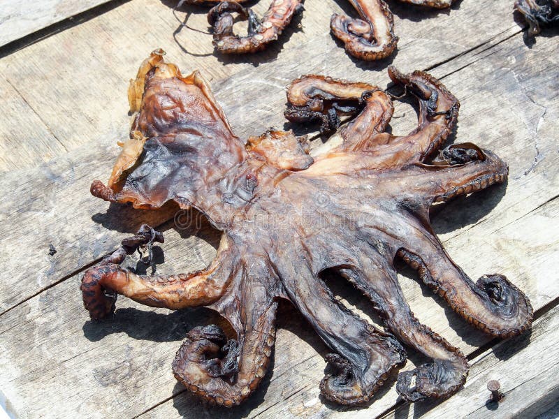 Octopus stock image. Image of beach, dried, animal, water - 54414753