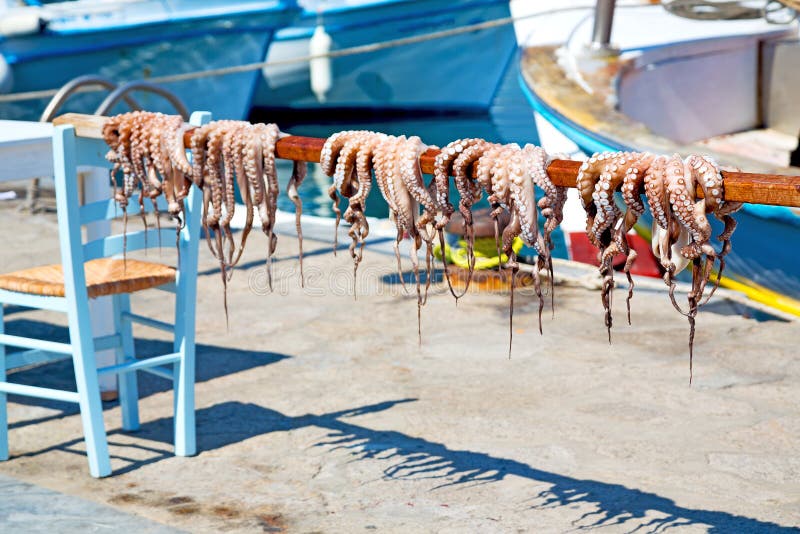 Octopus drying in the sun stock photo. Image of fresh - 59459072