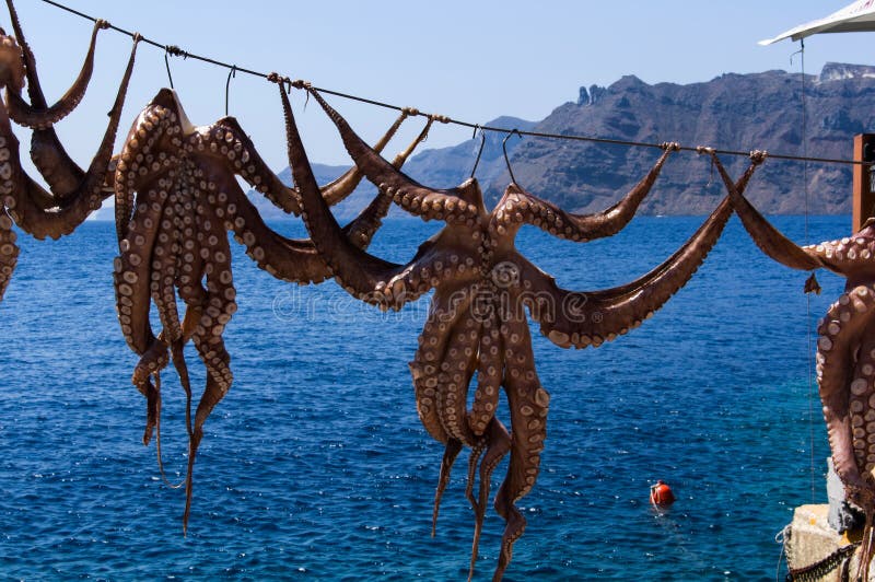 Octopus drying in the sun stock photo. Image of seascape - 43781248