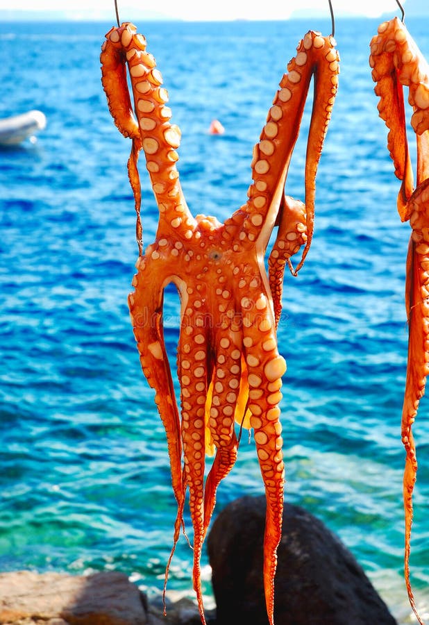 Octopus drying on the sun stock photo. Image of chefalopod - 113434894