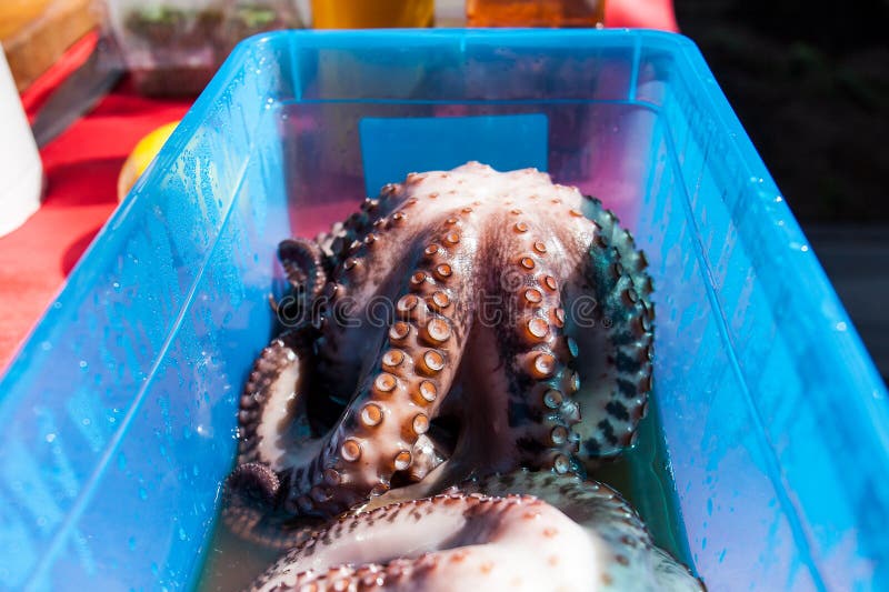 Octopus eating cooking stock image. Image of gourmet - 97662527