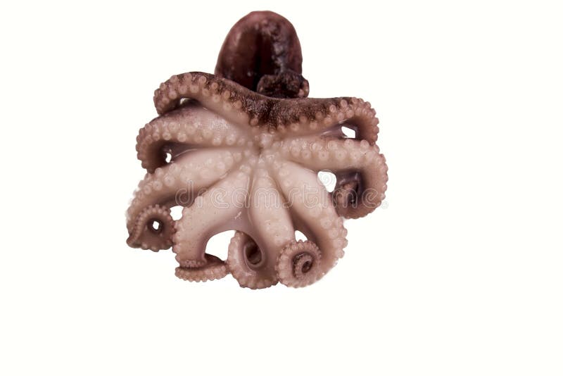 Octopus eight legs stock image. Image of food, gourmet - 96396251