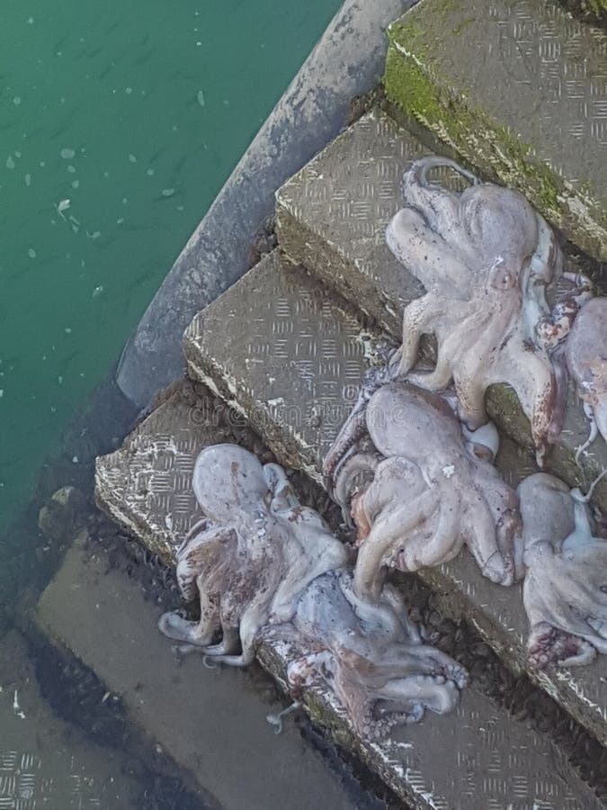 Octopus Escaping Octopuses Octopi Fishermans Catch Stock Photo - Image ...