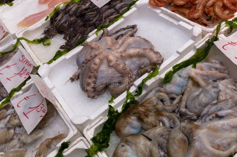 Raw Octopus at the Market stock image. Image of seasonal - 77921755
