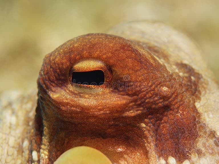 Octopus Eye stock image. Image of adventure, macro, biology - 7777847