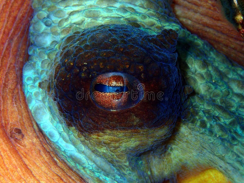 Octopus eye stock image. Image of octopus, wildelife - 217008977