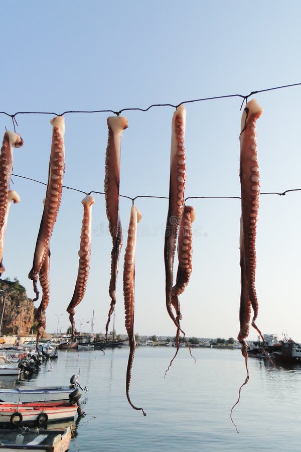 Octopus Feast stock image. Image of greek, boat, vacation - 23701721