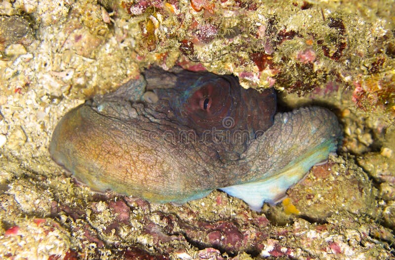 Octopus in the Filipino Sea December 30, 2010 Stock Image - Image of ...