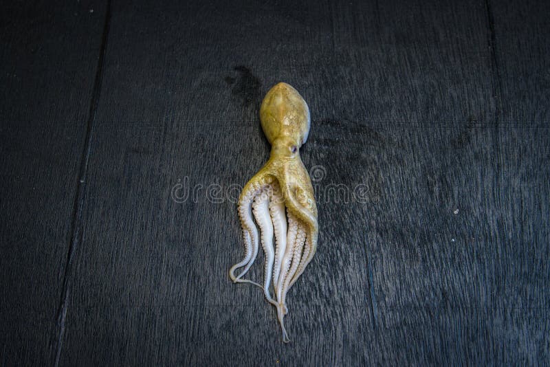 Octopus on Black Background Stock Photo - Image of leopard, dark: 124417308