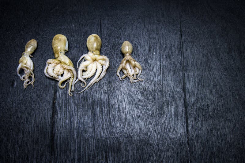 Octopus on Black Background Stock Photo - Image of leopard, dark: 124417308