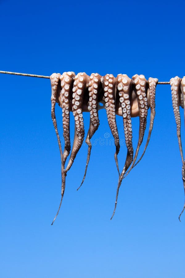 Octopus stock image. Image of photogenic, gorgeous, beauty - 94446017