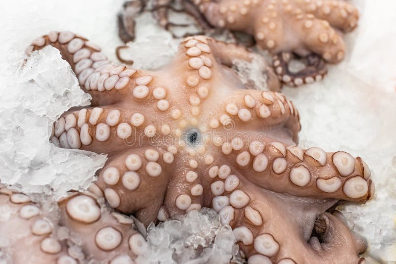 Fresh Octopus on Ice in the Market. Fresh Seafood in a Shop Window ...