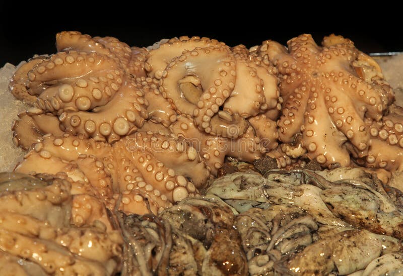 Octopus stock photo. Image of octopus, large, fresh, closeup - 38538522