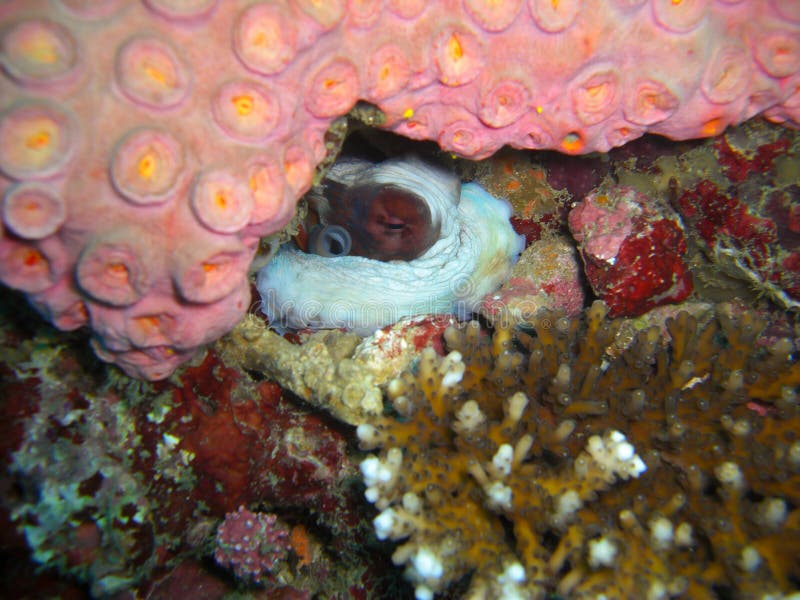 Octopus in the Filipino Sea 29.10.2012 Stock Image - Image of ...