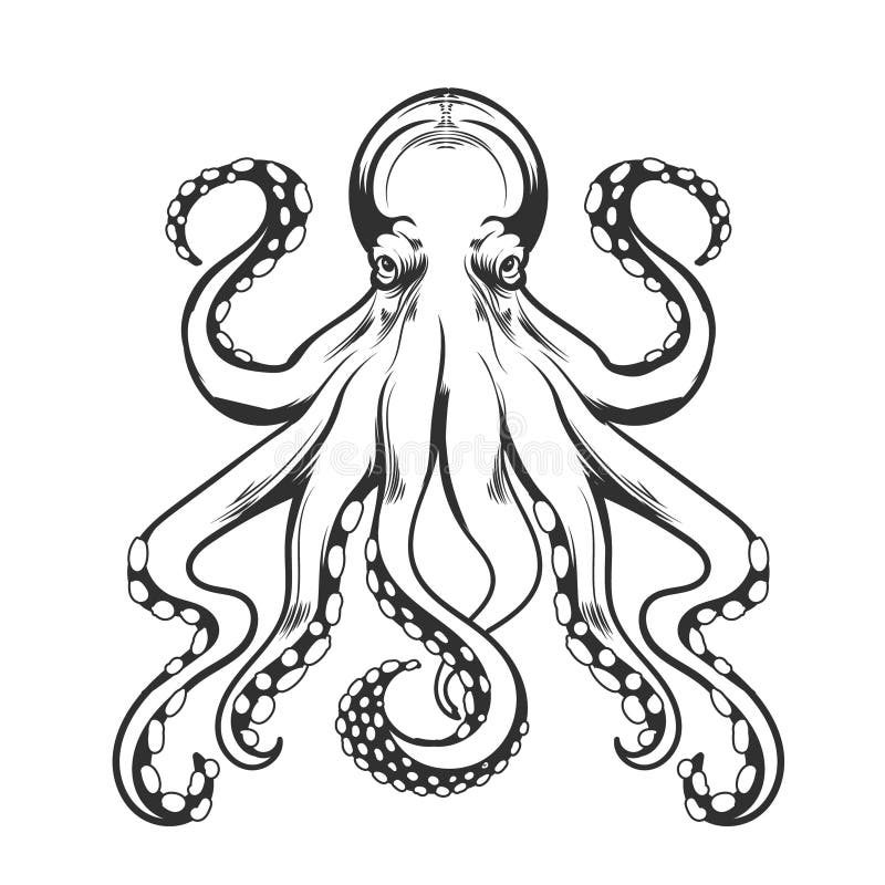 Octopus Hand Drawing Vector Stock Vector - Illustration of rudder ...