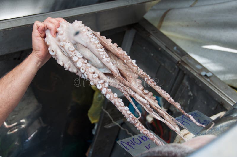 Octopus in Hand stock photo. Image of nutrition, market - 54645784