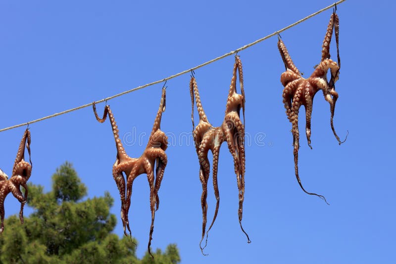 Octopuses on the String stock image. Image of delicious - 209601