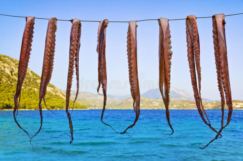 Octopuses on the String stock image. Image of delicious - 209601