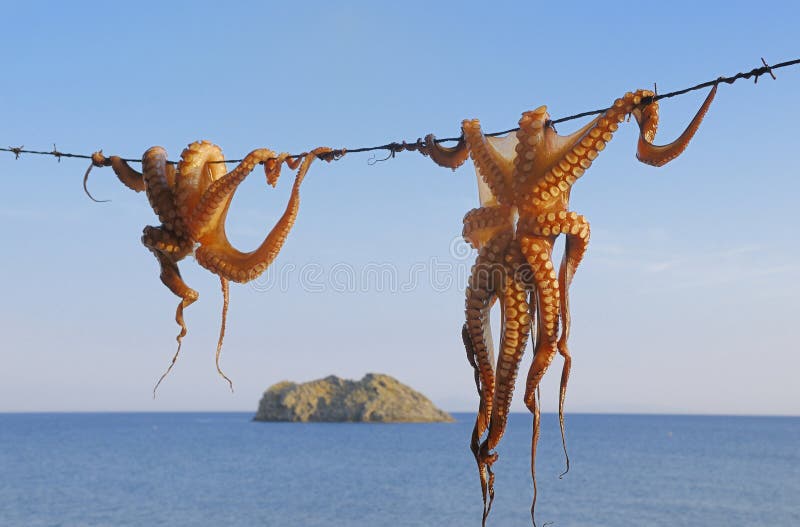Octopus hanging up to dry stock photo. Image of lesvos - 22773304