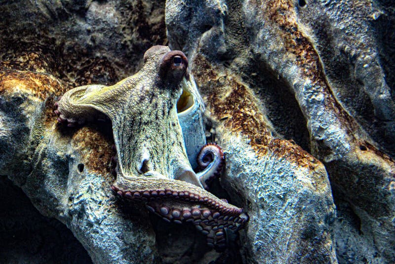 Hiding Octopus stock image. Image of marine, octopus - 13804181