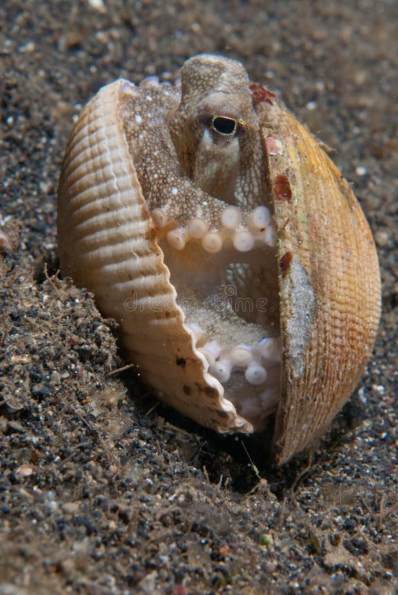 Octopus hiding in a shell stock image. Image of protective - 18966409