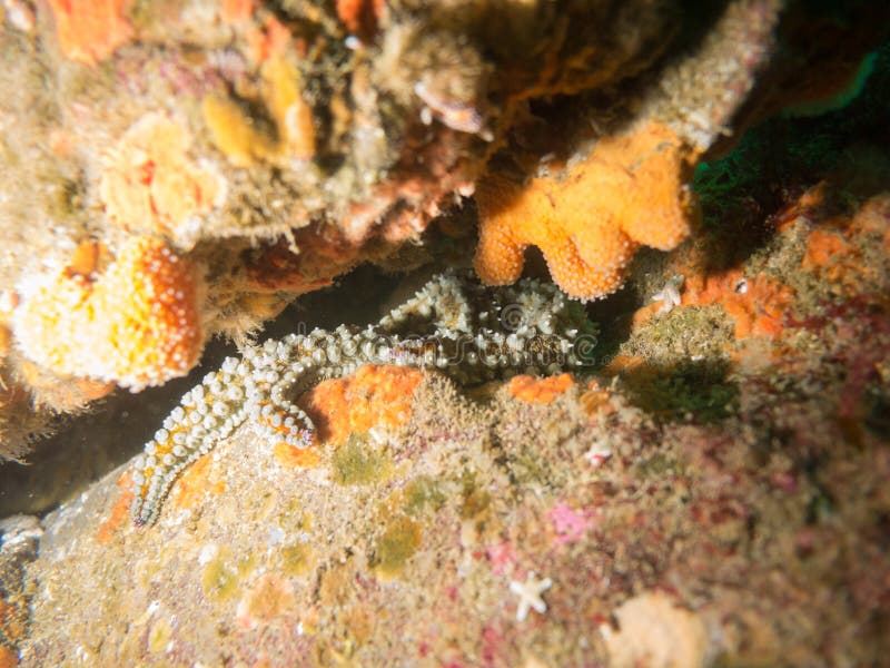 Octopus Hiding Under a Rock, Atlantic Ocean, Ireland Stock Image ...