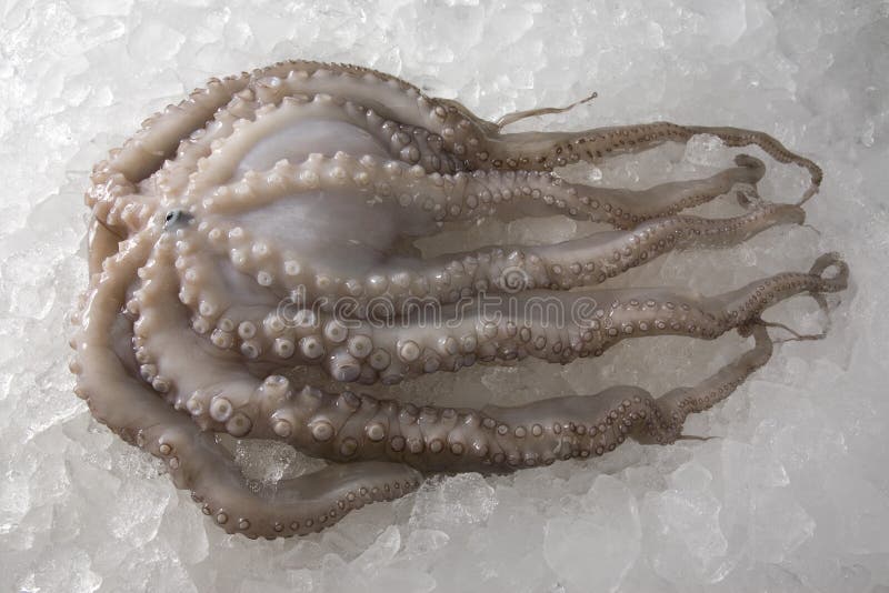 Octopus and ice stock photo. Image of tentacle, sucker - 10633288