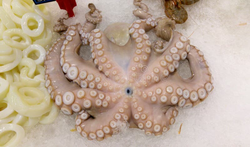 Octopus on ice display stock image. Image of market, seafood - 92063893