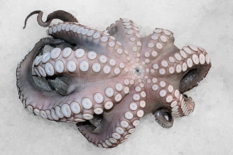 Octopus on Ice in Fish Market Stock Image - Image of close, grey: 145290905