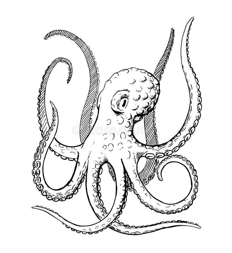 Octopus, Ink Hand Drawn Vintage Vector Stock Vector - Illustration of ...