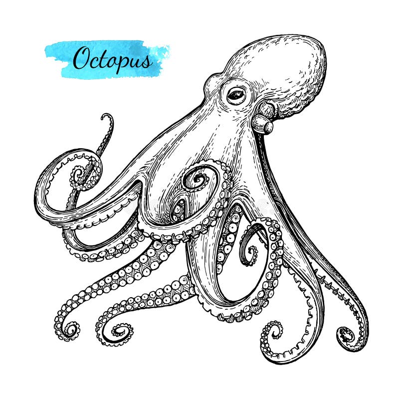 Octopus Spraying Ink