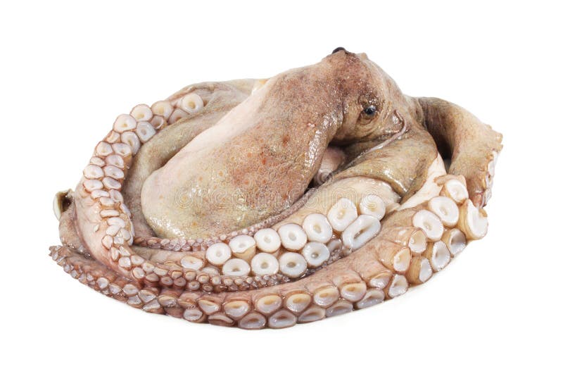 Octopus isolated stock image. Image of healthy, purple - 32647907