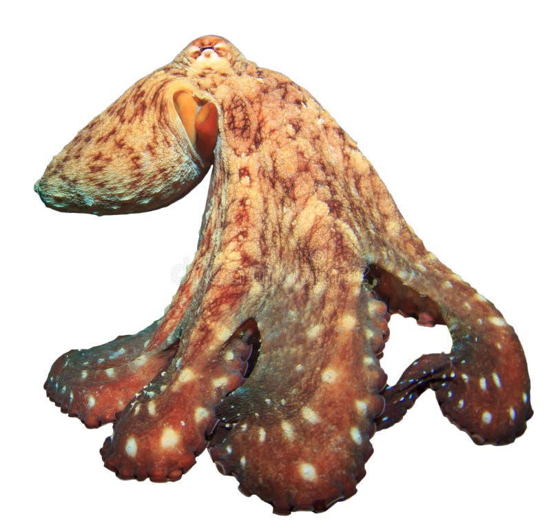 Octopus up close stock image. Image of ocean, island - 34259671